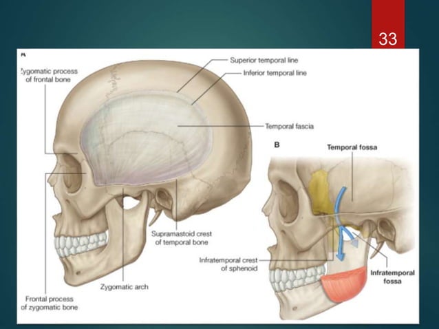 lec 1.Parotid region & temporal fossa.pptx