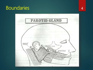 lec 1.Parotid region & temporal fossa.pptx
