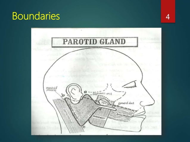 lec 1.Parotid region & temporal fossa.pptx