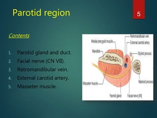 lec 1.Parotid region & temporal fossa.pptx