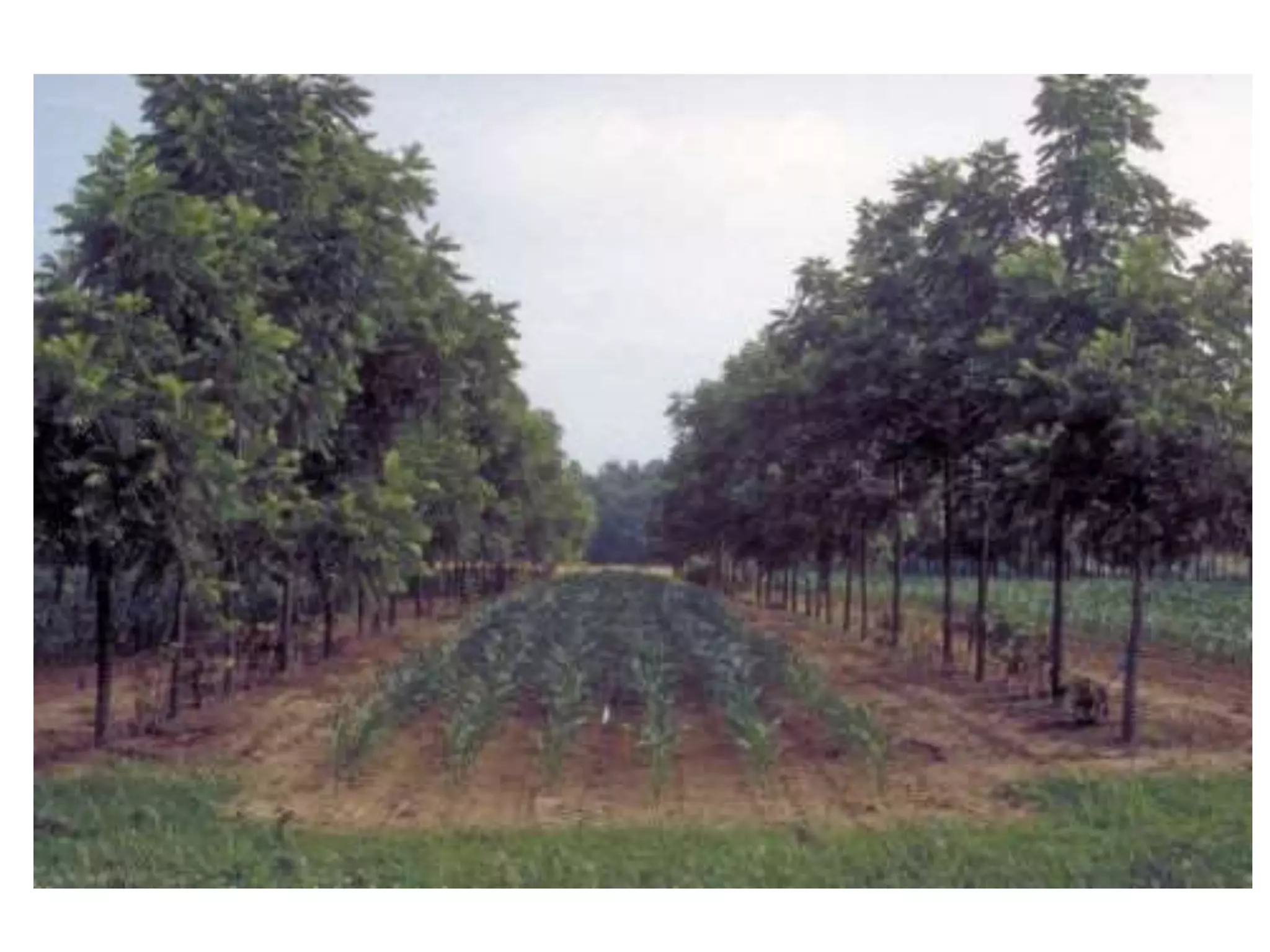 cropping system | PPTX