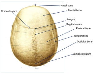 anatomy of head and neck region lecture one.ppt