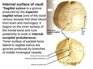 anatomy of head and neck region lecture one.ppt