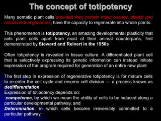 Lec 1.b Totipotency and birth of tissue culture.ppt