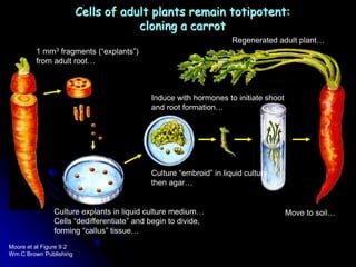 Lec 1.b Totipotency and birth of tissue culture.ppt