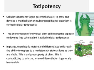 Lec 1. Plant tissue culture Concepts, history and scope (1).pptx