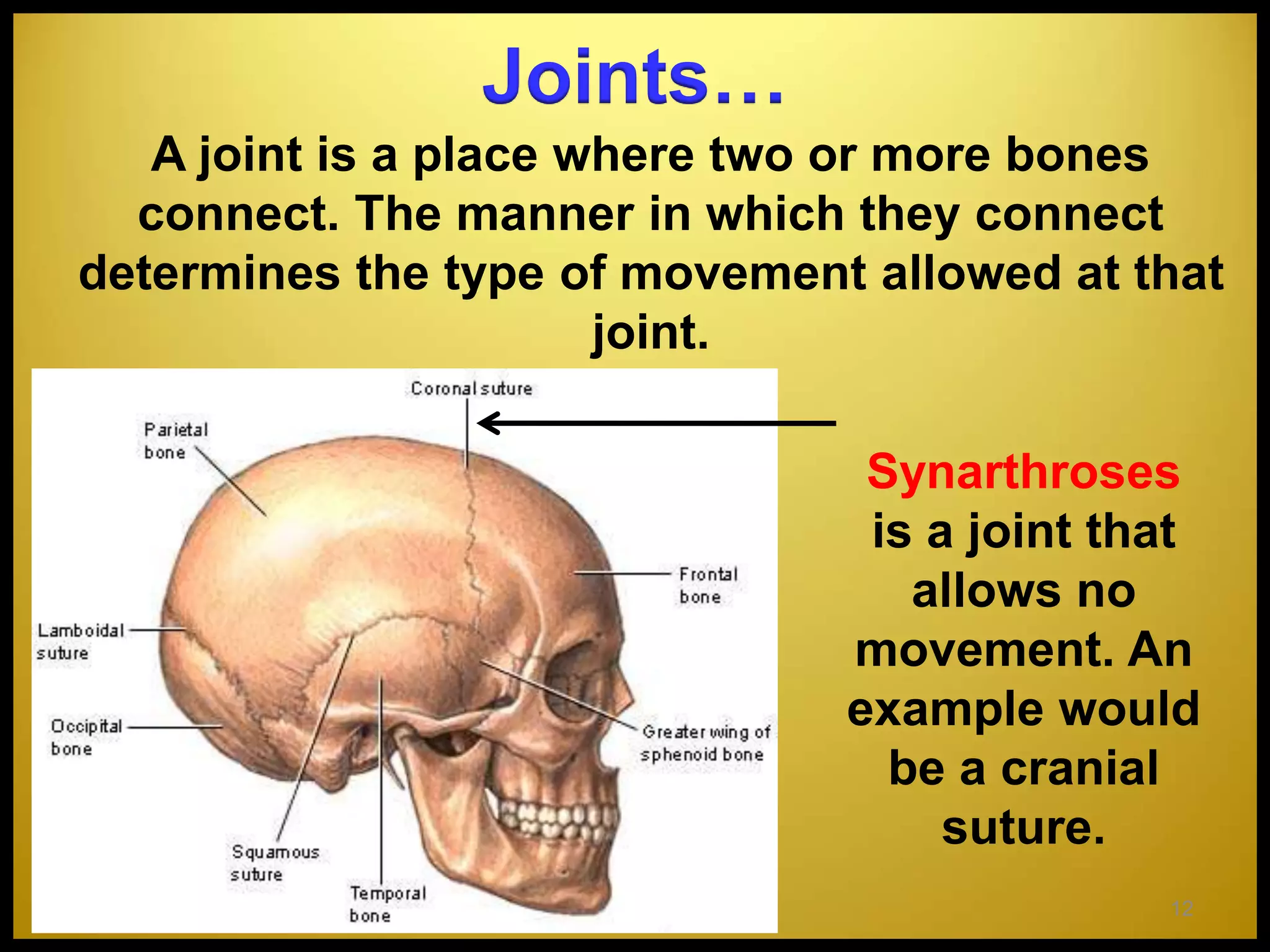 Anatomy of skeletal system.ppt