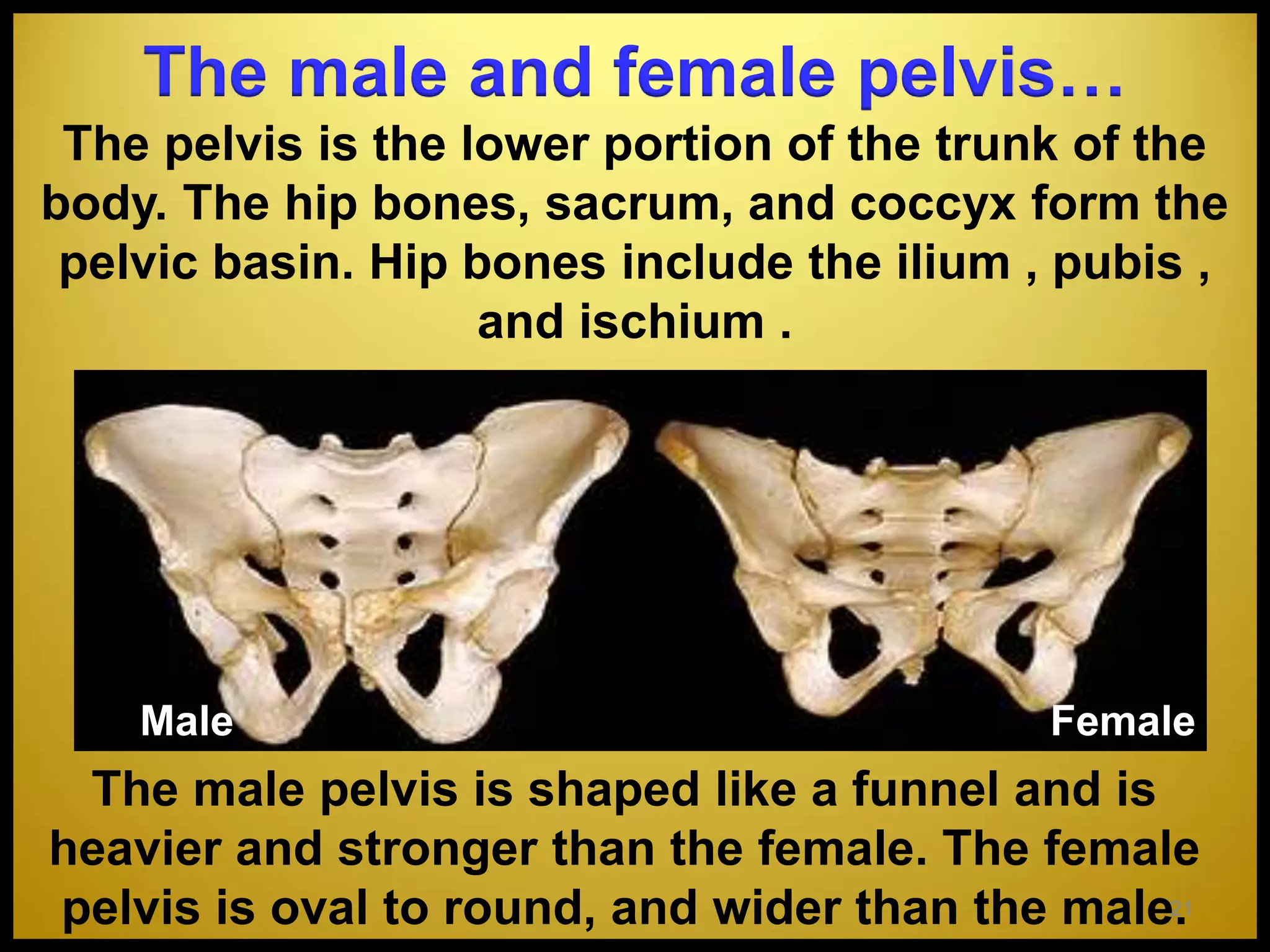 Anatomy of skeletal system.ppt