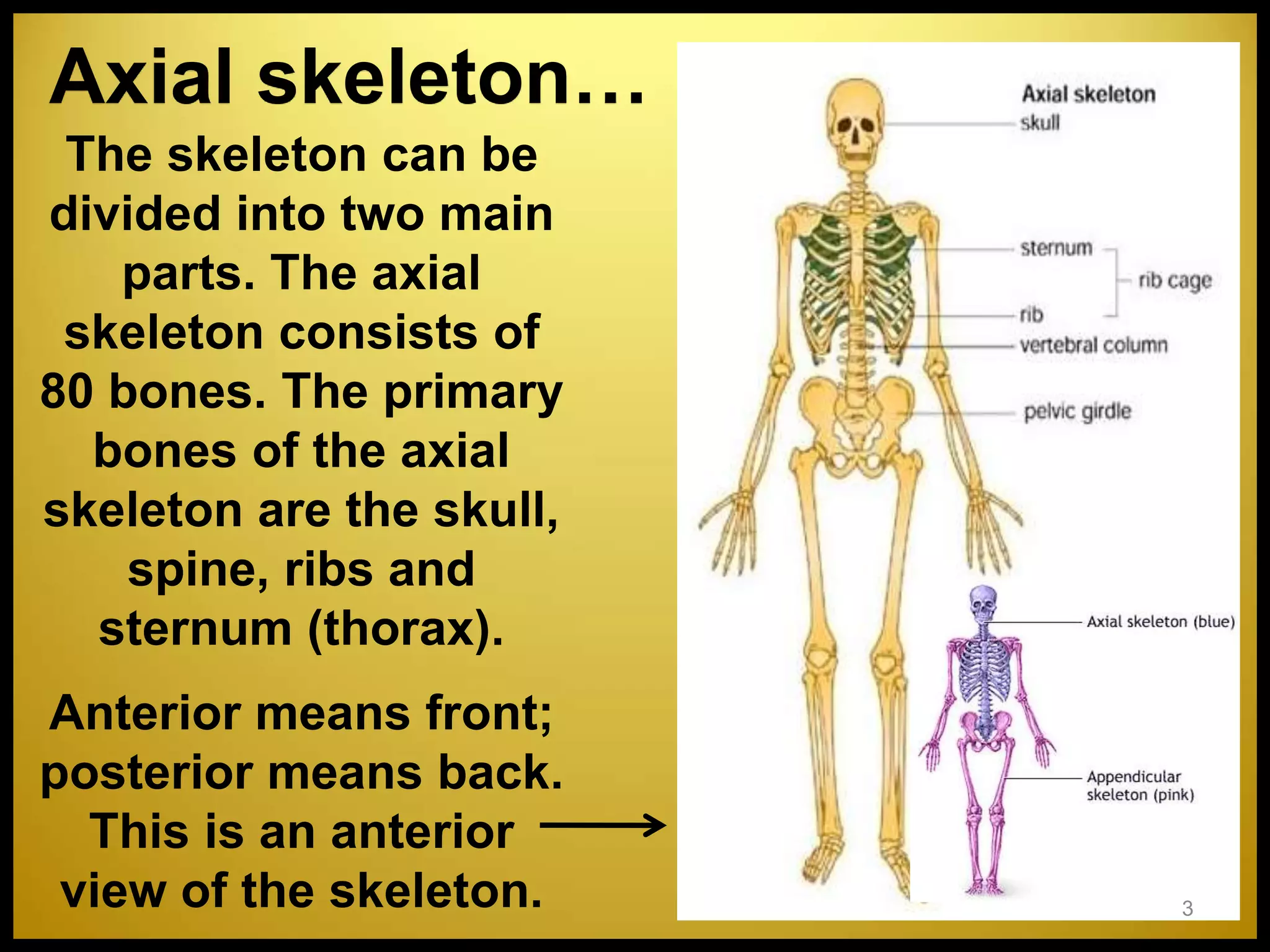 Anatomy of skeletal system.ppt