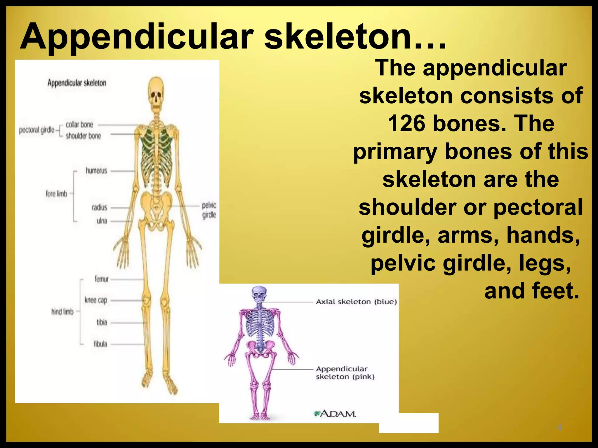 Anatomy of skeletal system.ppt