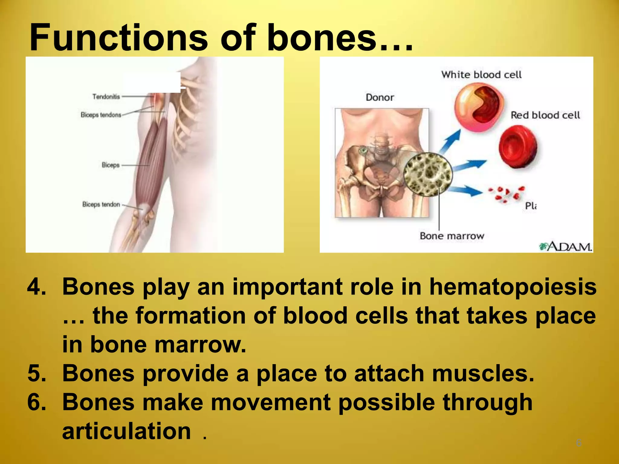 Anatomy of skeletal system.ppt