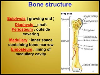 Anatomy of skeletal system.ppt