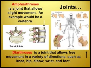 Anatomy of skeletal system.ppt