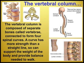 Anatomy of skeletal system.ppt