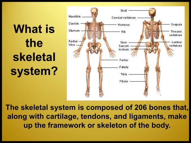 Anatomy of skeletal system.ppt