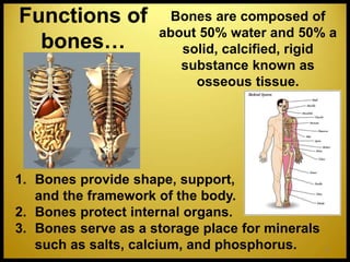 Anatomy of skeletal system.ppt