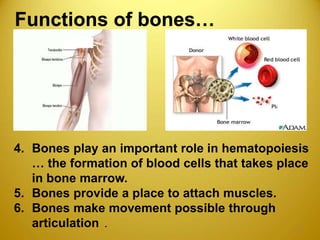 Anatomy of skeletal system.ppt