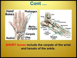 Anatomy of skeletal system.ppt