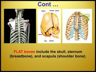 Anatomy of skeletal system.ppt