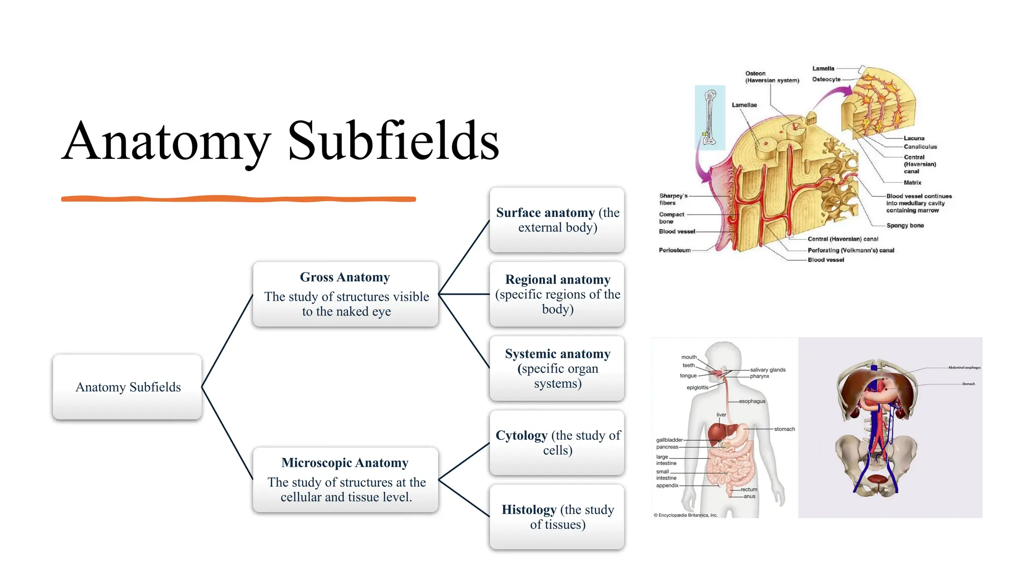 Lec#1-Introduction to Anatomical Terms and Tissues.pptx
