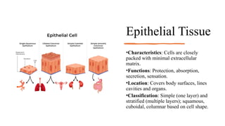 Lec#1-Introduction to Anatomical Terms and Tissues.pptx