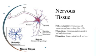 Lec#1-Introduction to Anatomical Terms and Tissues.pptx