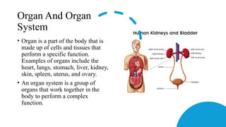 Lec#1-Introduction to Anatomical Terms and Tissues.pptx