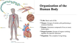 Lec#1-Introduction to Anatomical Terms and Tissues.pptx