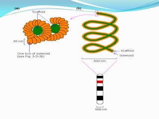 Lec 1 introduction to molecular biology | PDF
