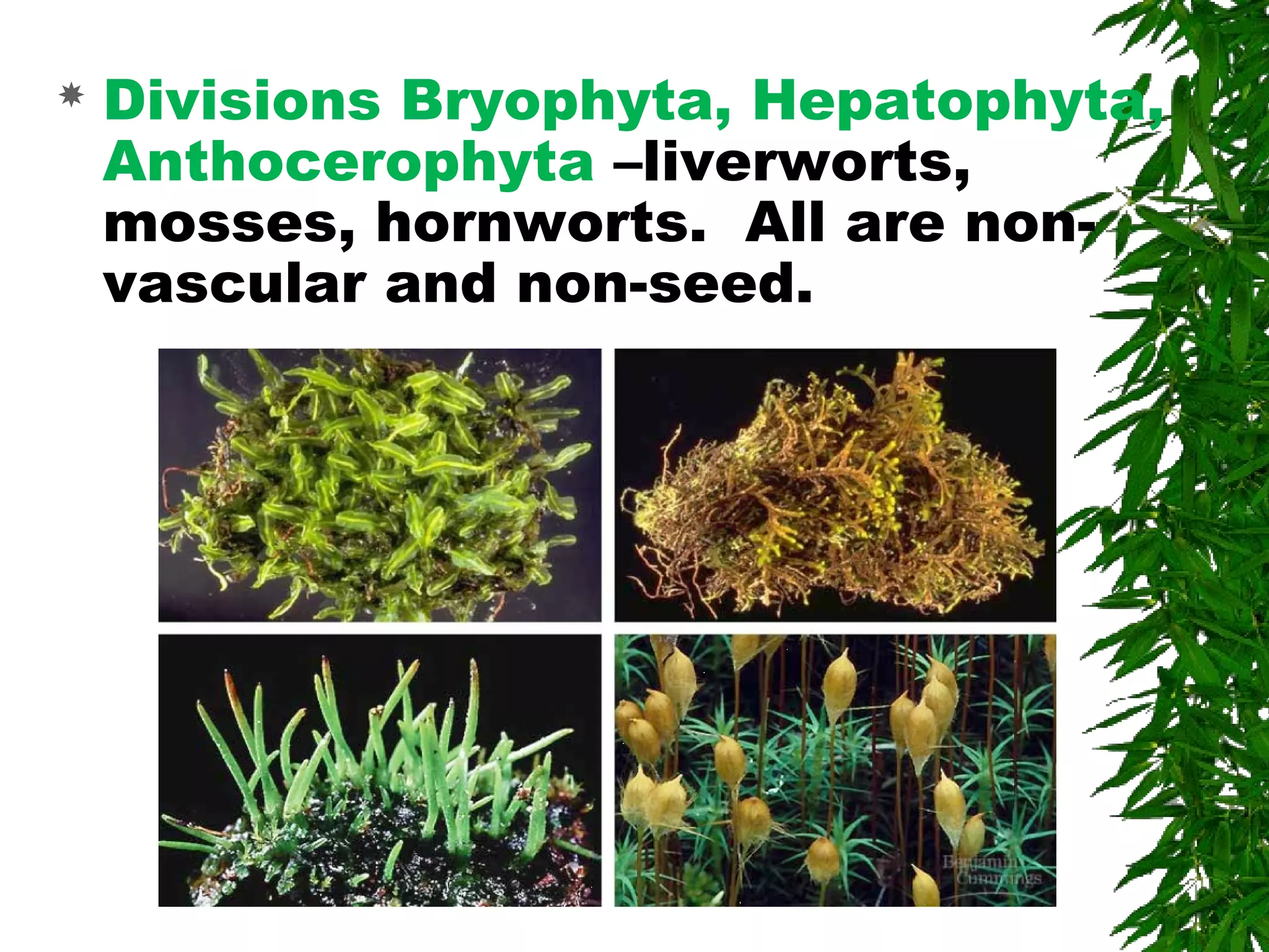 Lec 1 intro to botany | PPT