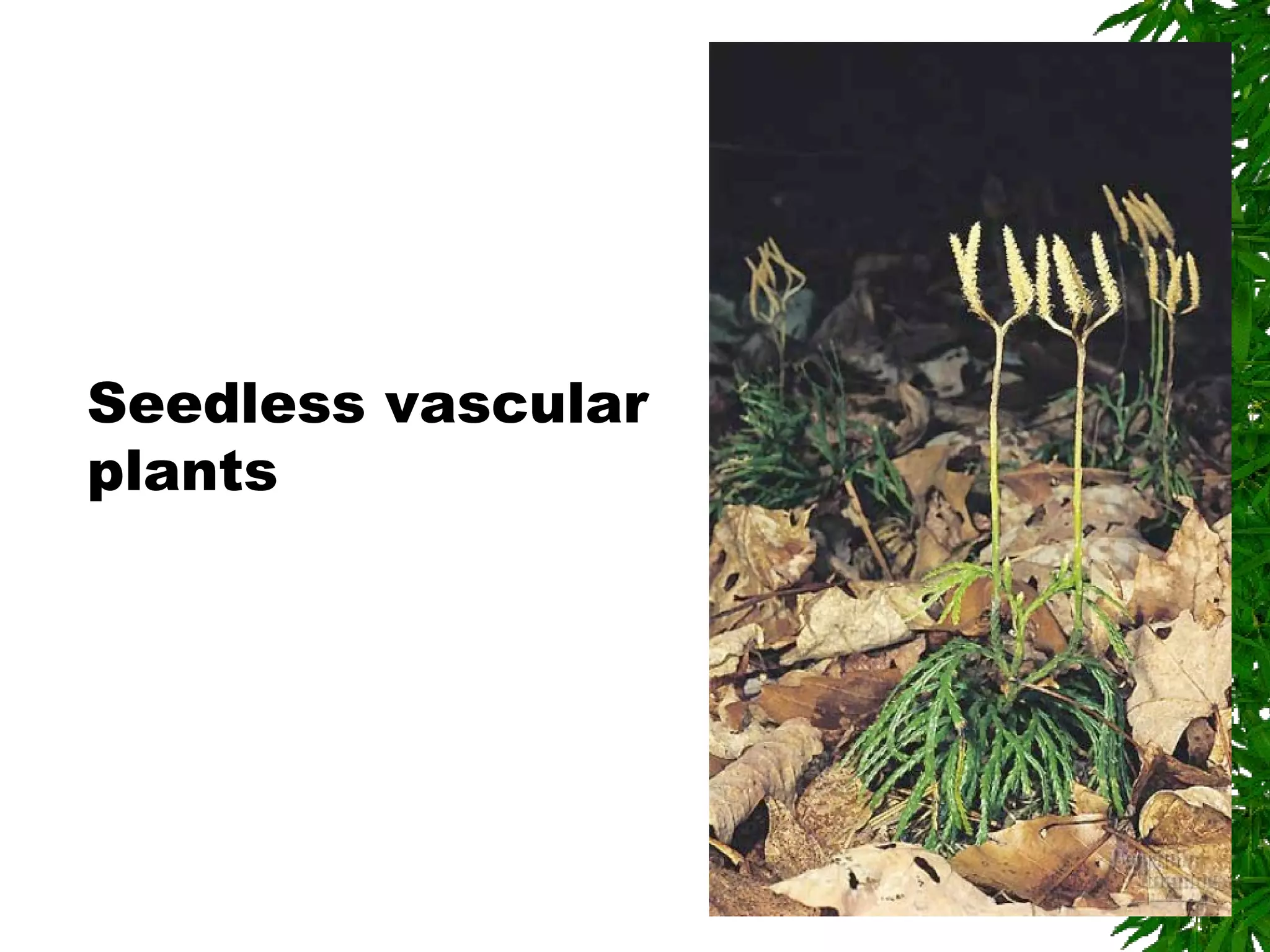 Lec 1 intro to botany | PPT