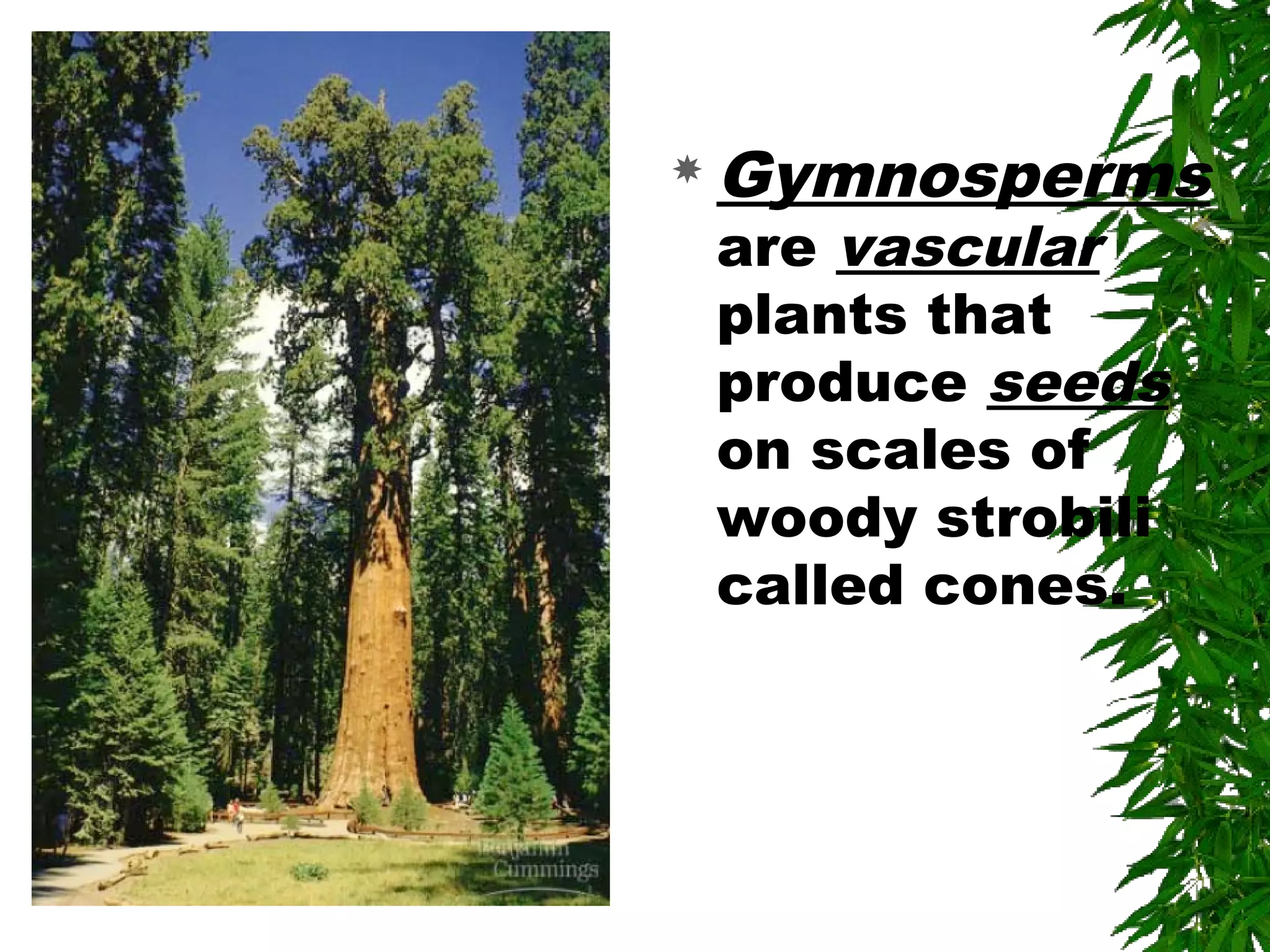 Lec 1 intro to botany | PPT