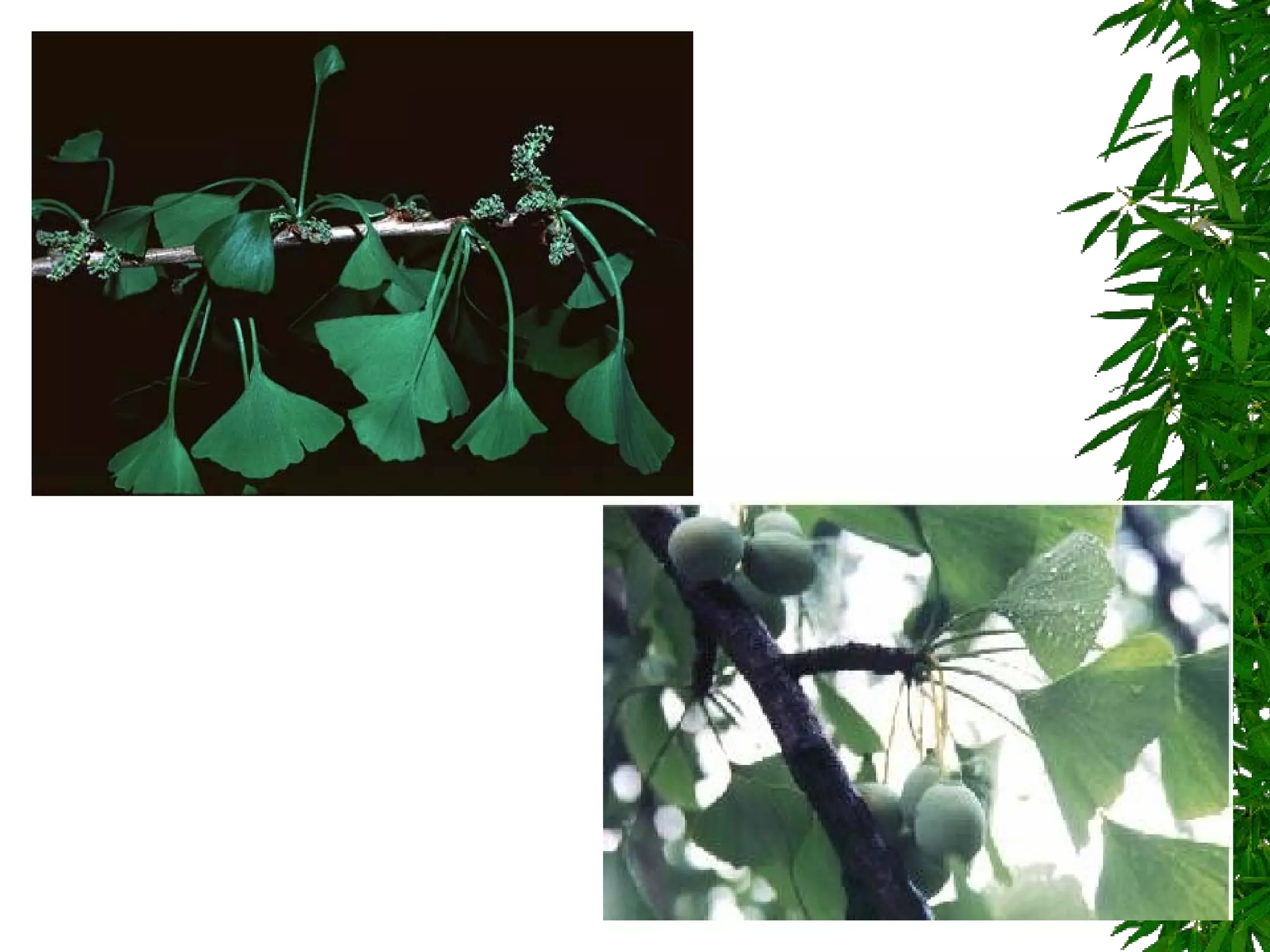 Lec 1 intro to botany | PPT