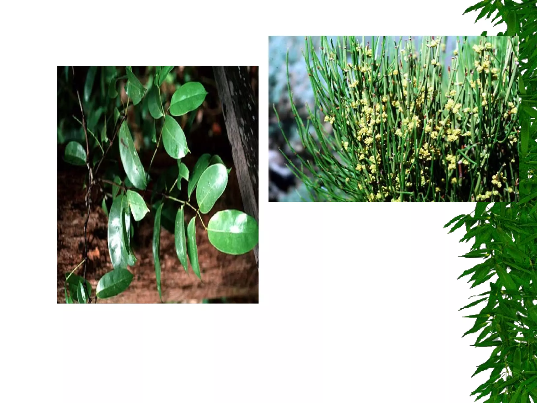 Lec 1 intro to botany | PPT
