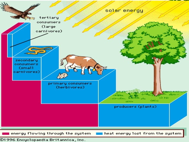 Lec 1 intro to botany | PPT
