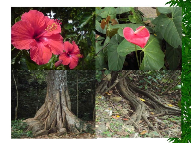 Lec 1 intro to botany | PPT