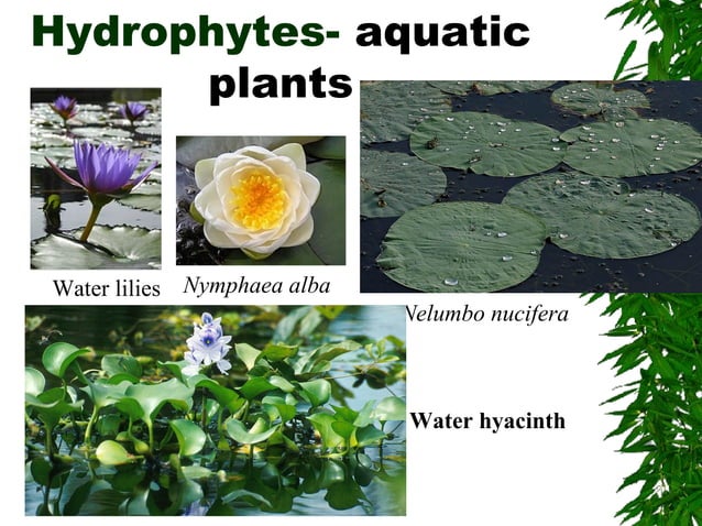Lec 1 intro to botany | PPT