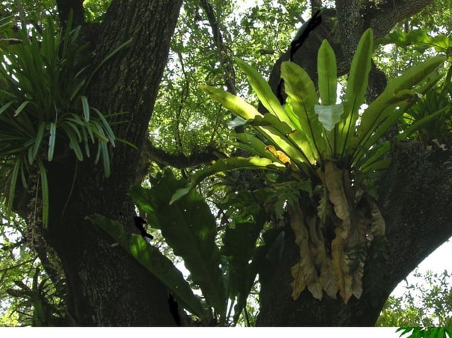 Lec 1 intro to botany | PPT