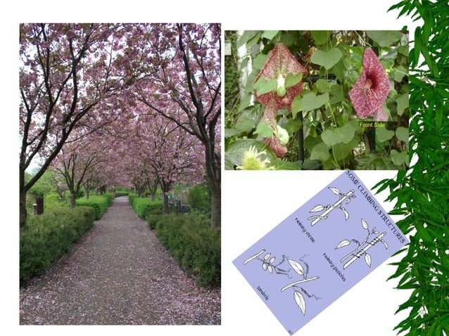 Lec 1 intro to botany | PPT