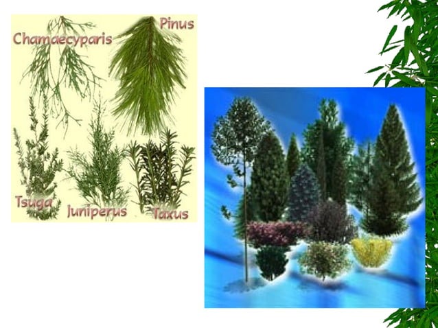 Lec 1 intro to botany | PPT