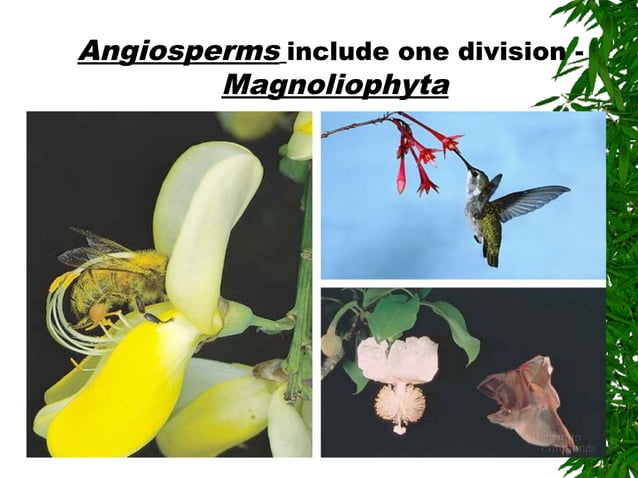 Lec 1 intro to botany | PPT