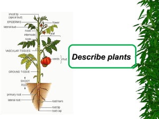 Lec 1 intro to botany | PPT