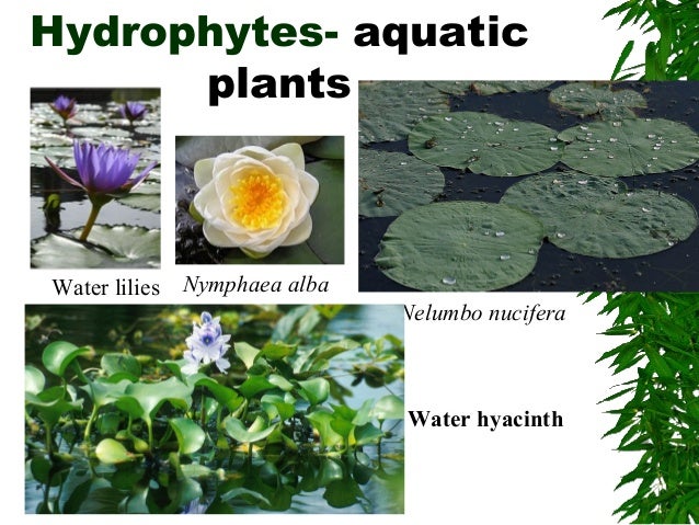 Mesophytic Plants Examples