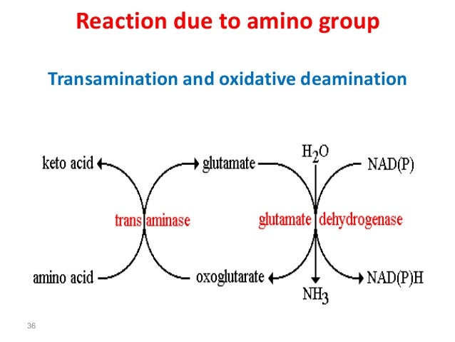 Lec 1 level 3-de (chemistry of amino acids)