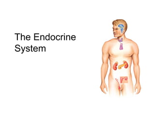 lec 1- The Endocrine System.ppt lec 1- The Endocrine System.ppt