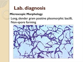 Lec (10) - Lactobacillus lecture note.pptx