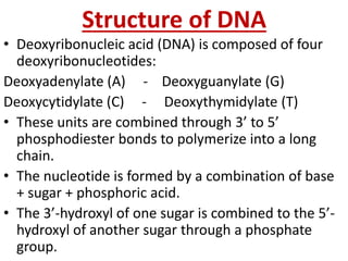 Lec 10 level 3-de (dna structure and replication) | PDF