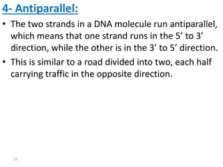 Lec 10 level 3-de (dna structure and replication) | PDF
