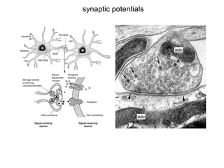 COGS 107B - Winter 2010 - Lecture 1 - Introduction & review of brain electrical potentials | PPT