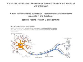 COGS 107B - Winter 2010 - Lecture 1 - Introduction & review of brain ...
